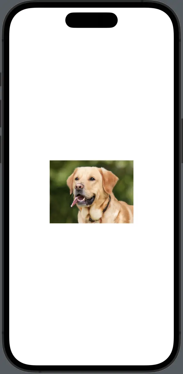 How To Set Image Size In Swiftui Coding With Rashid